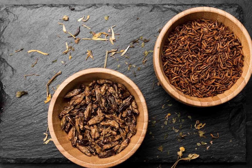 Purified Earthworm Extract Powder | Lifepack.id